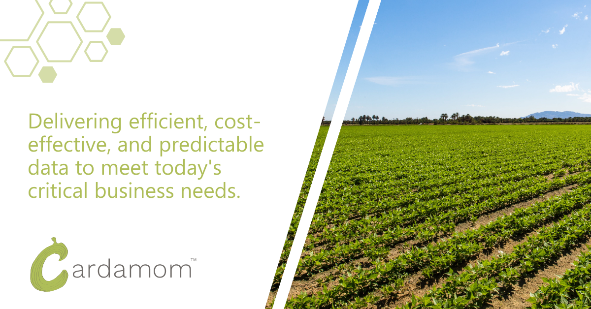 Data Services | Cardamom